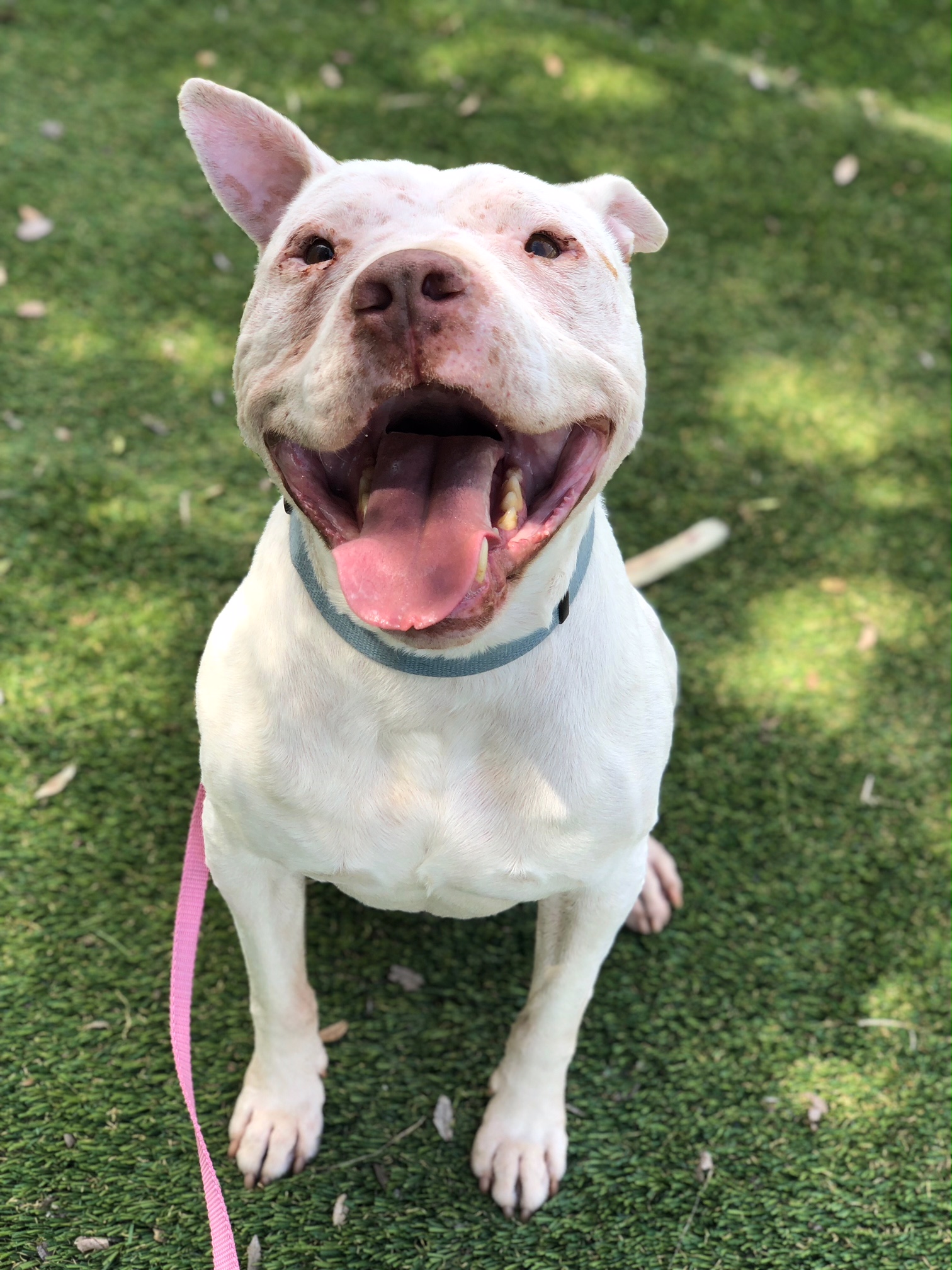 Nikki Figmaka Burrell cannot be allowed to adopt.