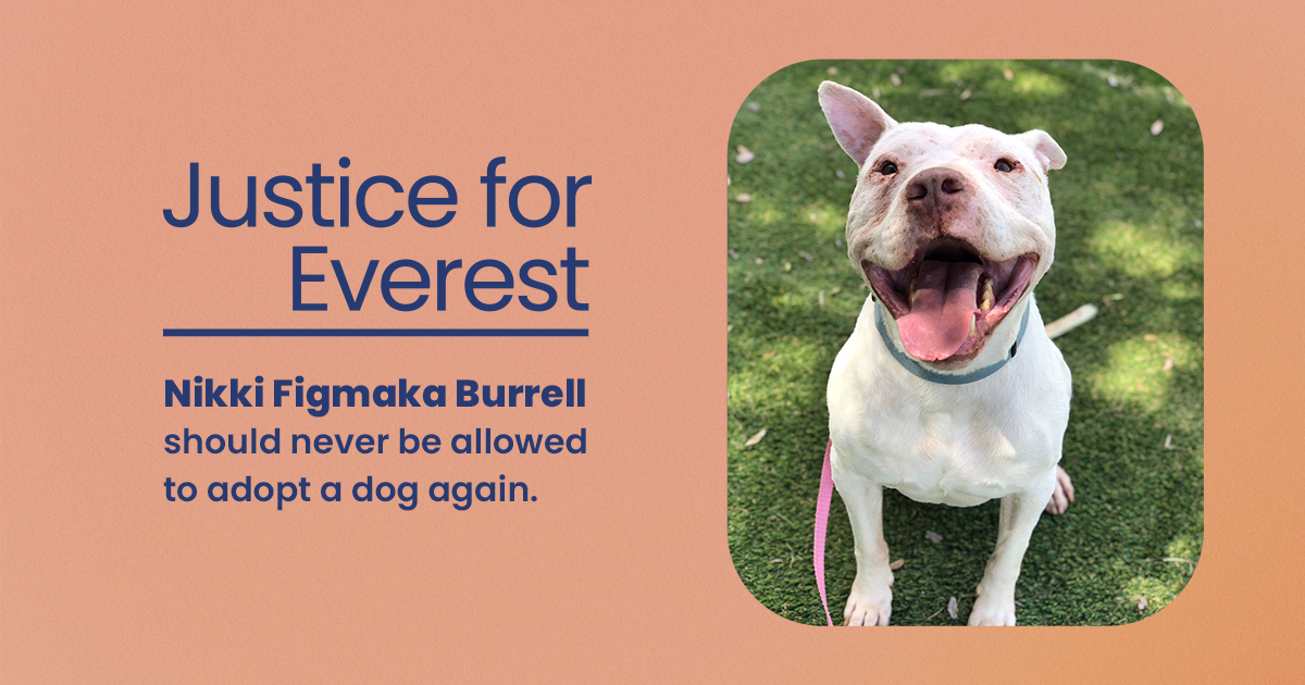 Nikki Figmaka Burrell cannot be allowed to adopt.